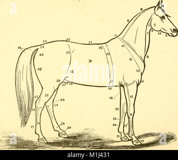 This comprehensive history of American horses covers the development of ...