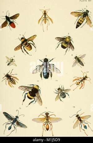 *American Insects* (1905) is a comprehensive guide to the insects of ...