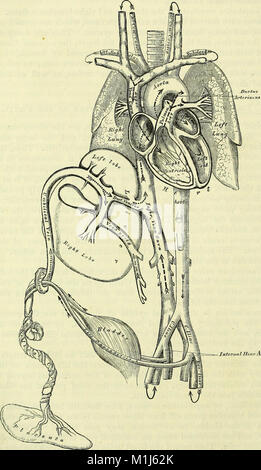 This 1860 text provides detailed descriptions of human anatomy and ...