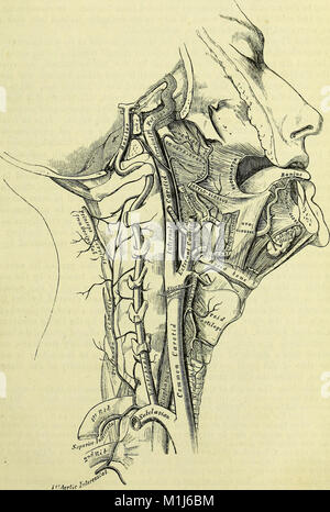 'Anatomy, Descriptive and Surgical' (1860) is a comprehensive guide on ...