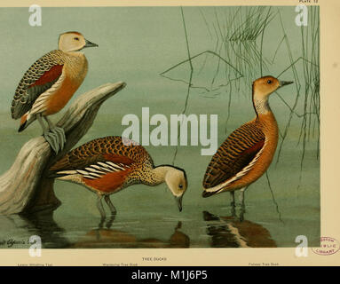 A comprehensive natural history of ducks, detailing their behaviors ...