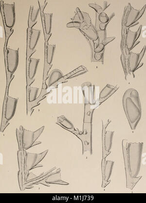 'American Hydroids' (1900) is a scientific work dedicated to the study ...