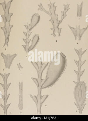 This 1904 study of American hydroids provides detailed descriptions of ...