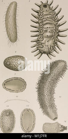 This 1905 account documents the deep-sea Holothurioidea (sea cucumbers ...
