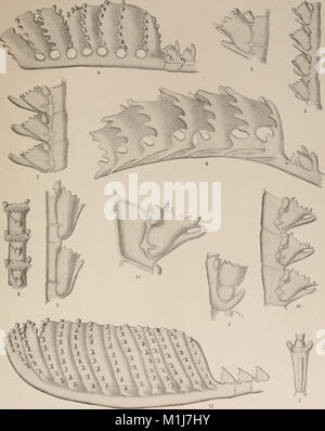 'American Hydroids' (1900) is a scientific work dedicated to the study ...