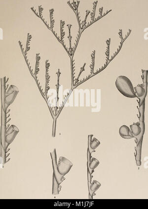 This 1900 study focuses on American hydroids, a group of colonial ...