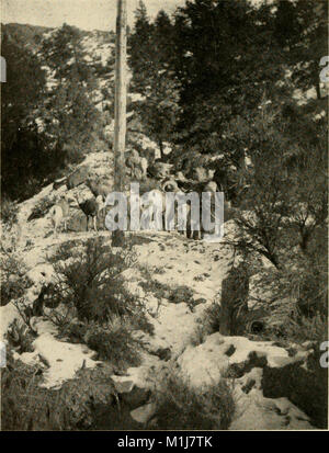 *American Big Game in its Haunts* (1904) documents the natural habitats ...