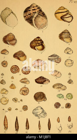 . Fresh-water biology. Freshwater biology. THE MOLLUSCA 987 65 (66 ...