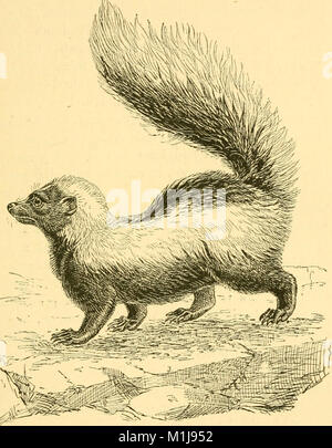 American types of animal life (1894) (18161774015 Stock Photo - Alamy