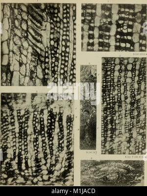 This paleobotanical study presents fossilized plants, focusing on ...
