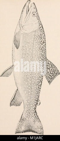 This 1892 guide explores the habits, habitats, and unique ...