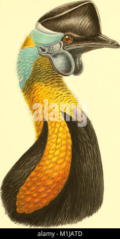 A detailed monograph on the genus Casuarius (cassowaries), with ...
