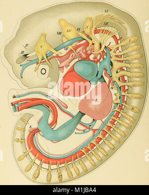 . An American text-book of obstetrics. For practitioners and students ...