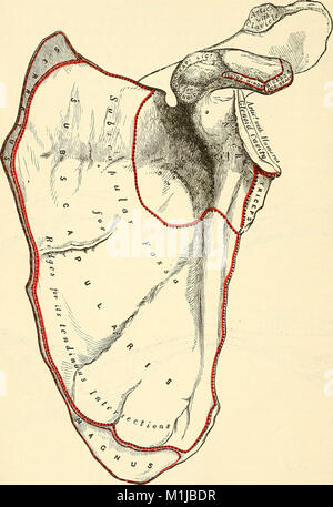 'Anatomy, Descriptive and Surgical' (1887) is a detailed guide to human ...