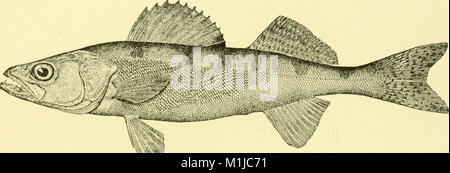 This 1892 publication focuses on American game fish, providing detailed ...