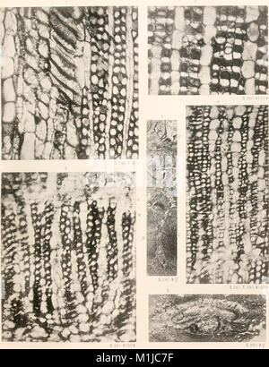 'American Fossil Cycads' (1906) studies ancient fossilized cycads found ...