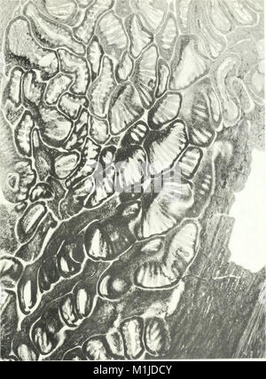 The 1906 study on American fossil cycads examines the extinct species ...