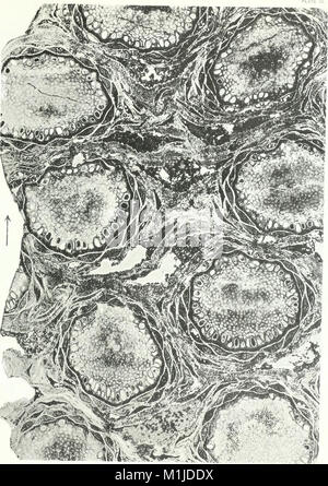 Fossilized remains of the ancient plant genus Sphenophyllum, showing ...