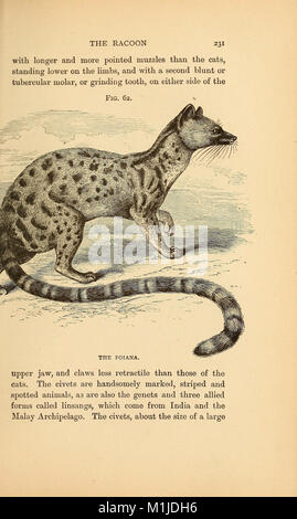 American types of animal life (1894) (18161774015 Stock Photo - Alamy