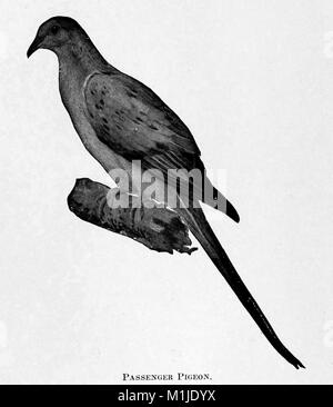 This guide offers detailed descriptions of bird species found in ...