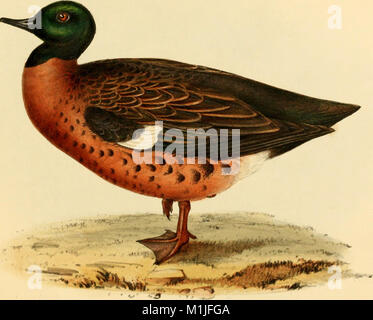 This *Monograph on the Anatidae* (1838) provides a detailed study of ...
