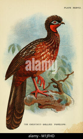 'A Hand-book to the Game-Birds' (1895) is a comprehensive guide to the ...