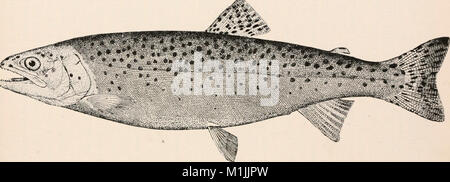 A guide to the habits, habitats, and fishing techniques for American ...