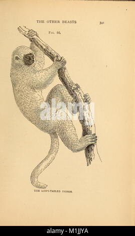 American types of animal life (1894) (18158249382 Stock Photo - Alamy