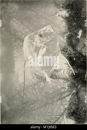 The 1908 book on American food and game fishes offers a detailed ...