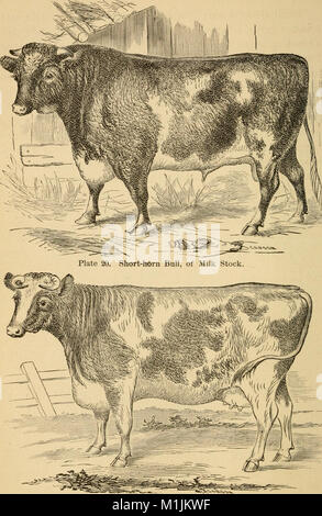 . American cattle: their history, breeding and management. Cattle ...