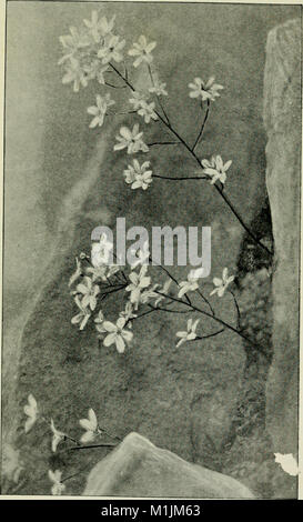 'Alpines and Bog-plants' (1908) is a botanical study focusing on alpine ...