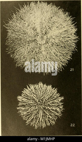 The 1940 reports from the Allan Hancock Pacific Expeditions detail the ...