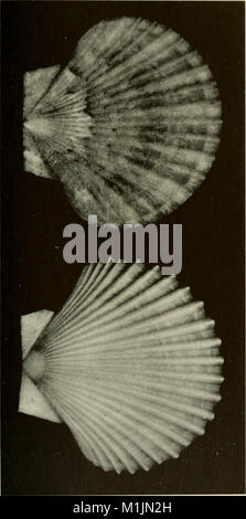 The 'Allan Hancock Pacific Expeditions' (1959) reports on marine ...