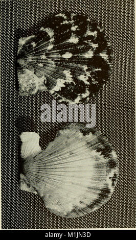The 'Allan Hancock Pacific Expeditions' (1959) reports on marine ...