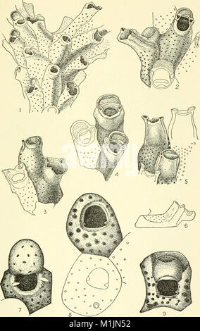 The Allan Hancock Pacific Expeditions, documented in 1943, explore the ...