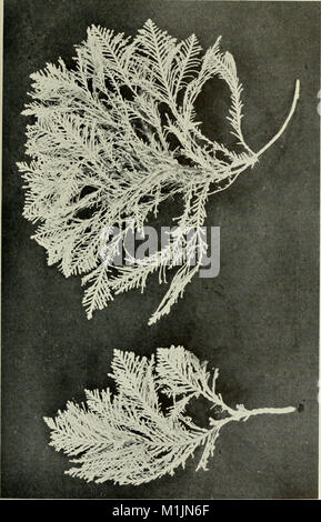 The 1945 Allan Hancock Pacific expeditions reports document marine ...