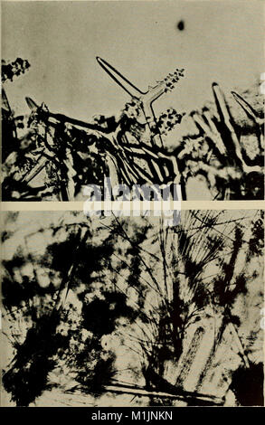 The 1945 reports from the Allan Hancock Pacific Expeditions detail ...