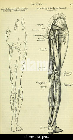 This 1860 work on descriptive and surgical anatomy provides detailed ...