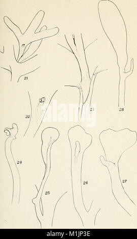 The 1936 Allan Hancock Pacific Expeditions document the exploration and ...