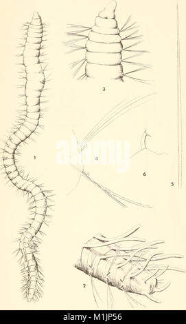 The Allan Hancock Pacific Expeditions (1955) documents scientific ...