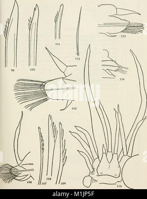 The Allan Hancock Pacific Expeditions (1939) document significant ...