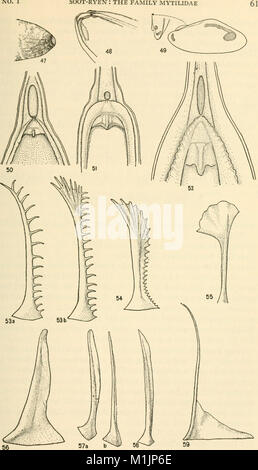 Allan Hancock Pacific expeditions (1955) (17764351789 Stock Photo - Alamy