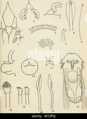 The Allan Hancock Pacific Expeditions (1939) document marine ...