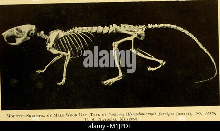 . Anatomy of the wood rat; comparative anatomy of the subgenera of the ...