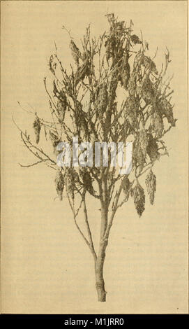 A list of important forest insects in North America, with annotations ...