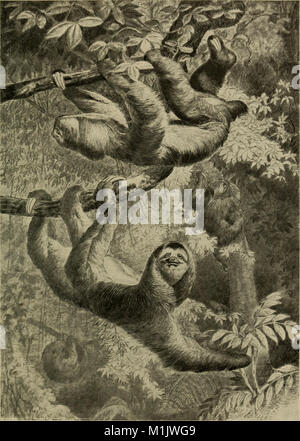 Animal forms; a second book of zoology (1902) (17576085243 Stock Photo ...