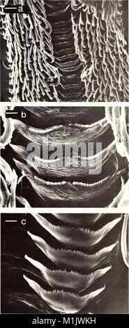 The 'American Malacological Bulletin' (1990) publishes research on ...