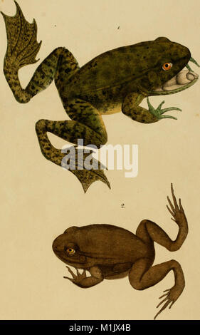 'Animalia Nova' (New Animal Species) details new species of turtles and ...