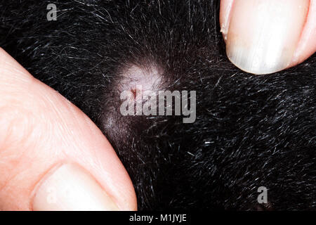 Crater caused by Paralysis Tick (Ixodes holocyclus) on paralysed female ...