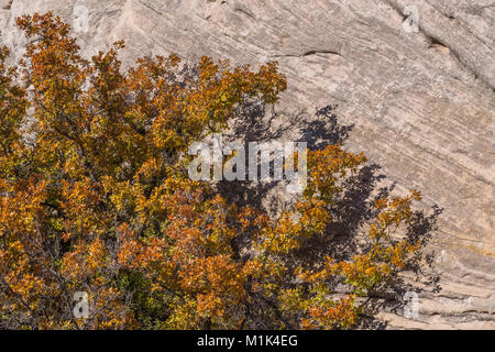 Gambel Oak tree in Fall color in front of White Fir and other pine ...